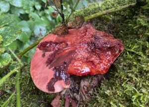 Beef steak Fungus - The Bakermans Kitchen